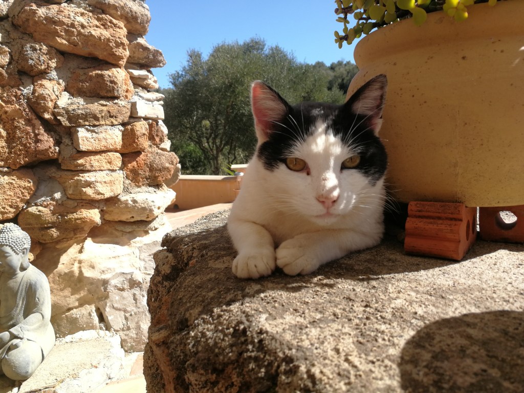 Reflecting on our Mallorcan Cats - Living in Rural Mallorca
